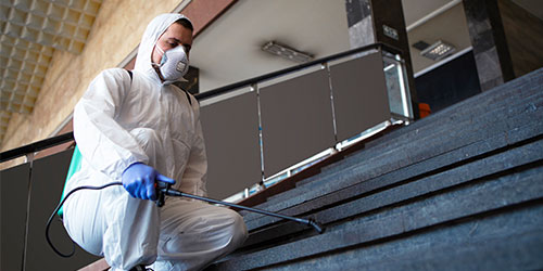 Effective Bees and Wasps Control Services | 365 Pest Control