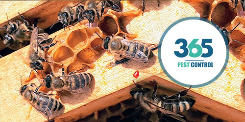 Effective Bees and Wasps Control Services | 365 Pest Control