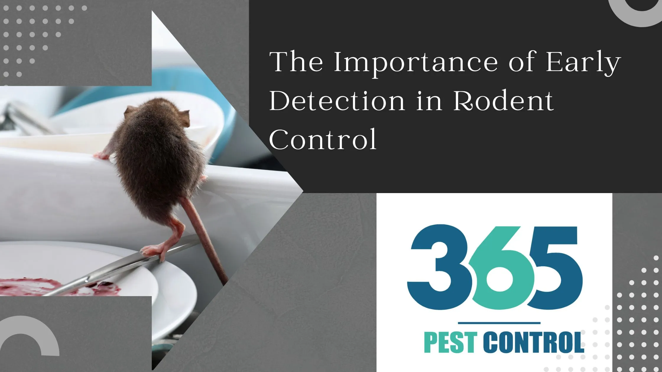 The Importance Of Early Detection In Rodent Control