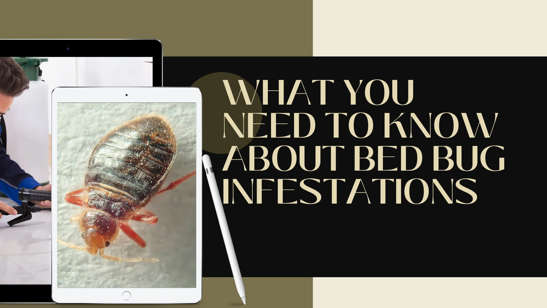 What You Need to Know About Bed Bug Infestations