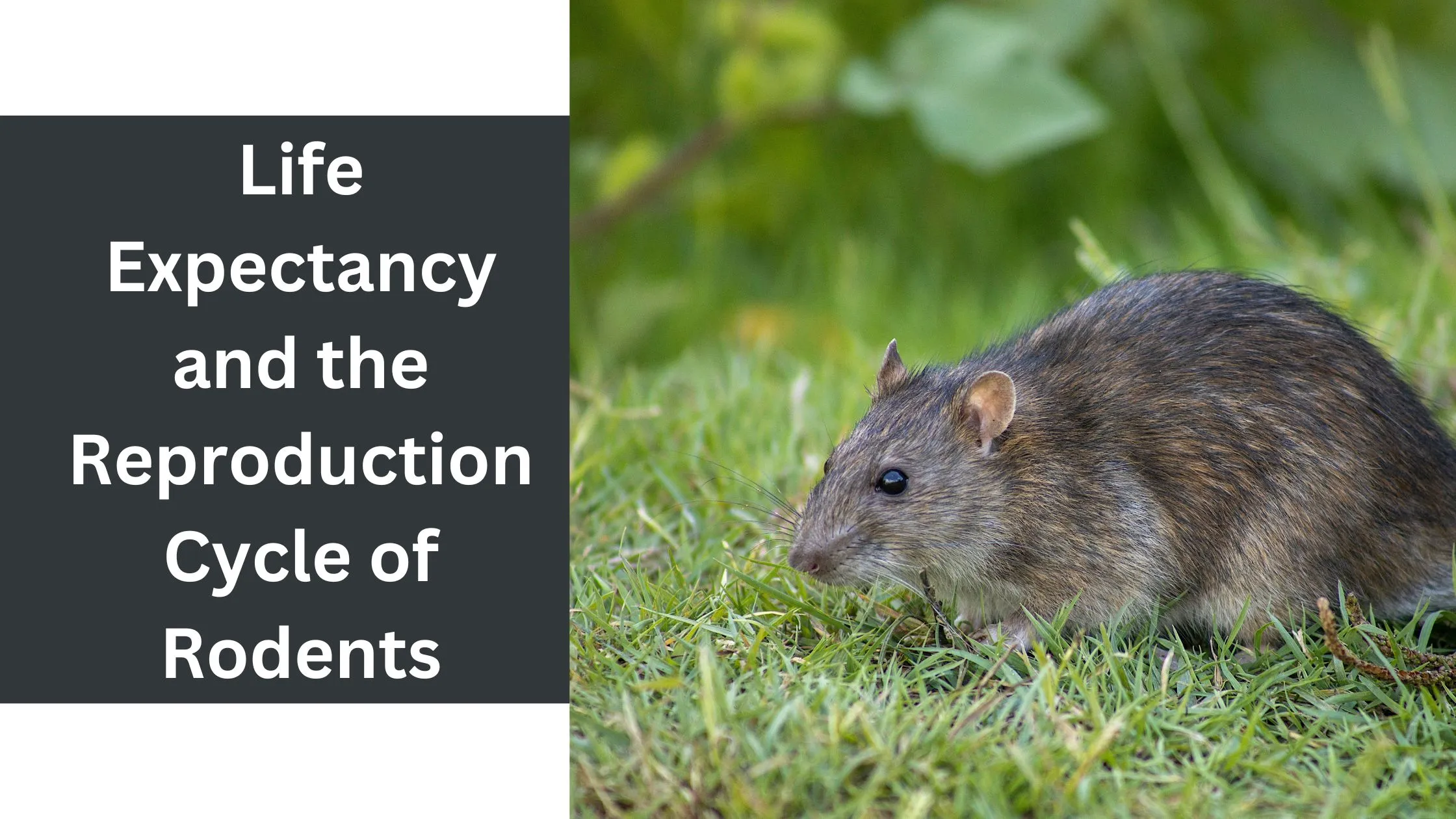Life Expectancy and the Reproduction Cycle of Rodents